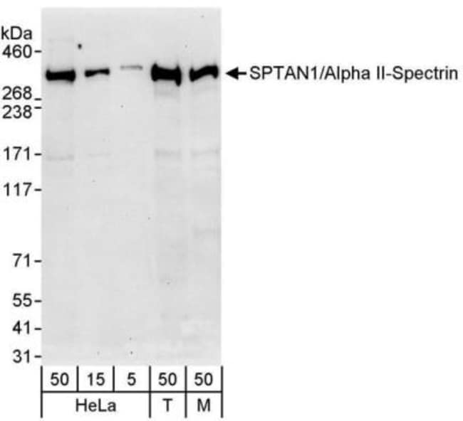 Alpha Fodrin Antibody 0.1mL; Unlabeled:Antibodies, Polyclonal | Fisher ...