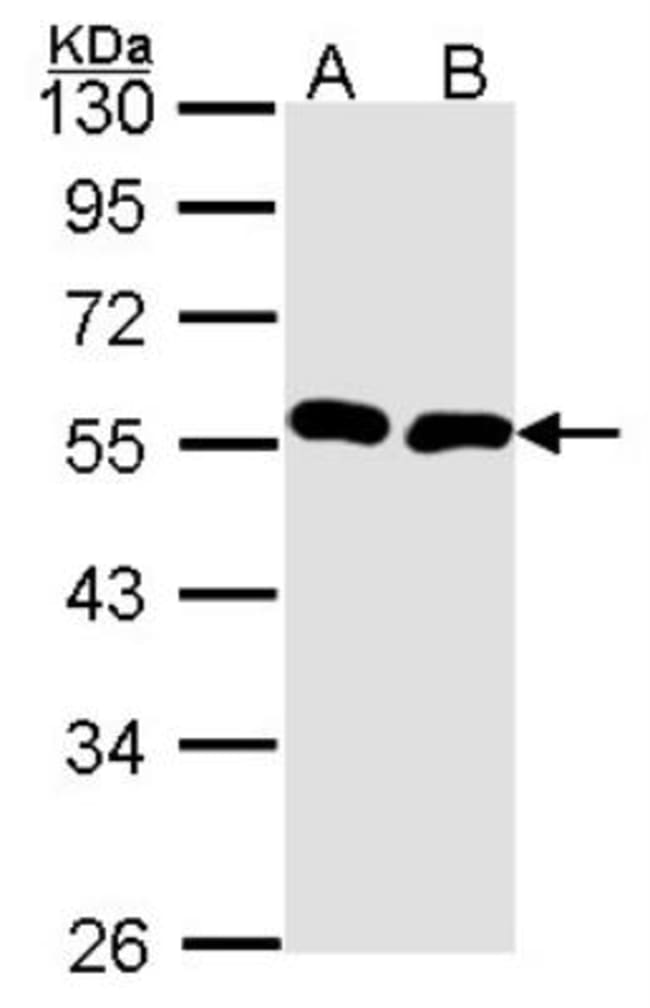 BMP-9 - 0.1 ML