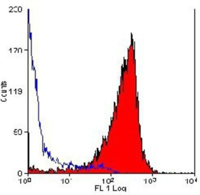 CD90/THY1 (OX-7) - 0.25 MG