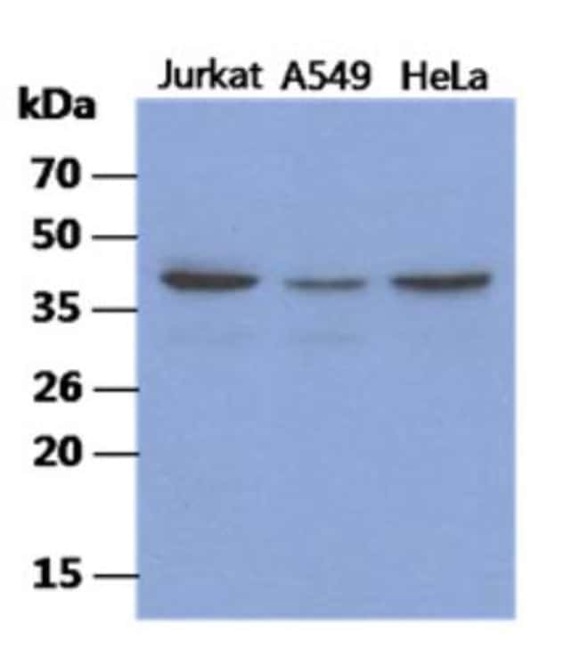 CD-M6PR (2B4) - 100 UL