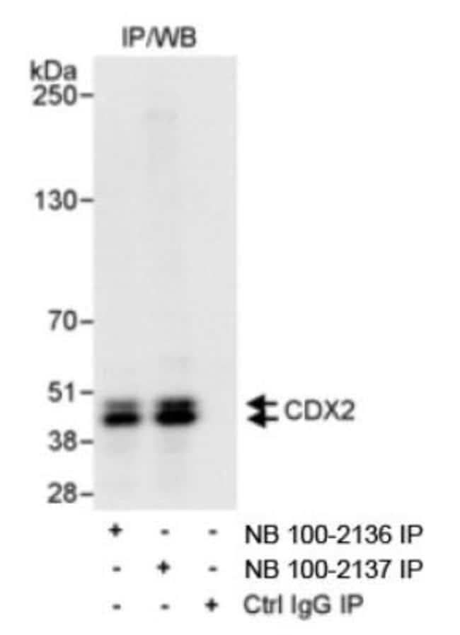 CDX2 Antibody 0.1mg; Unlabeled:Antibodies, Polyclonal | Fisher Scientific