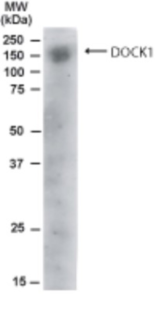 DOCK1 Antibody 0.1mg; Unlabeled:Antibodies, Polyclonal | Fisher Scientific