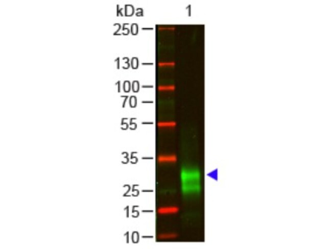 Goat F(ab')2 anti-Rabbit IgG F(ab')2 Secondary Antibody (Pre-adsorbed ...