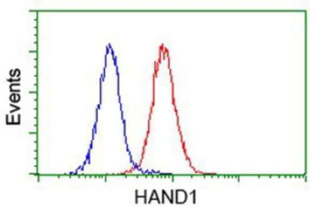 HAND1 (1G10) - 0.1 ML