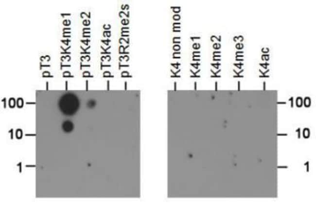 Histone H3, p Thr3, Monomethyl Lys4 Antibody - BSA Free, Novus ...