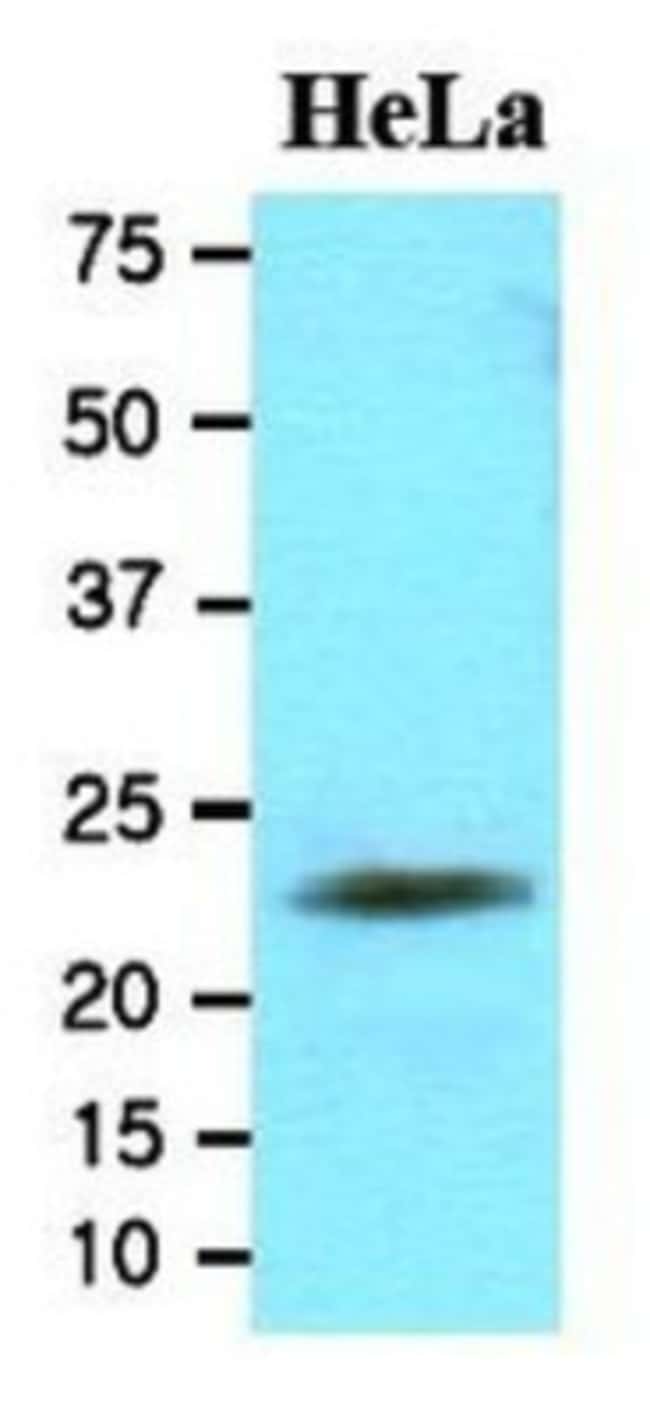 LITAF (1F9) - 0.1 ML