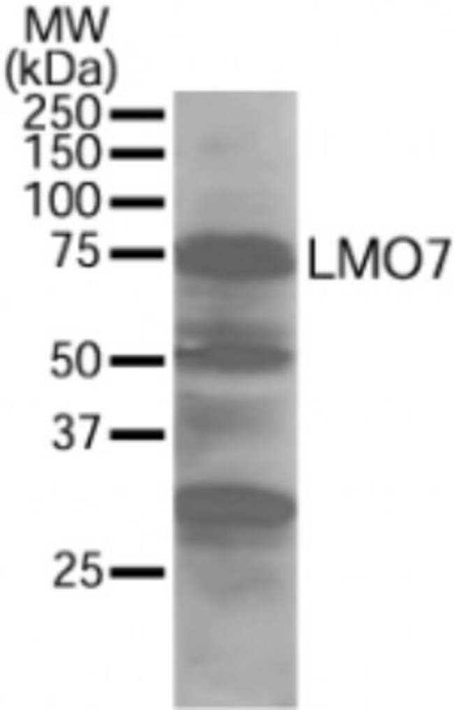 LMO7 Antibody 0.1mg; Unlabeled:Antibodies, Polyclonal | Fisher Scientific