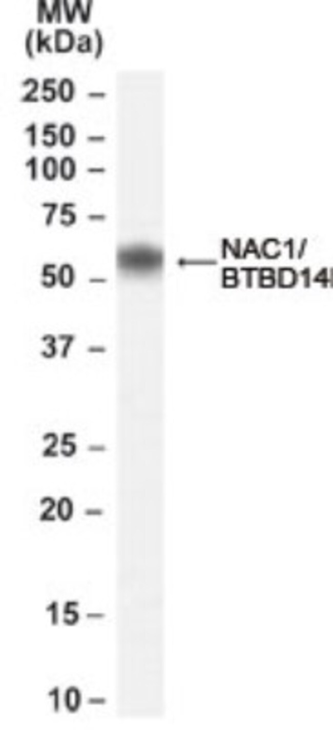 NAC1 Antibody 0.1mg; Unlabeled:Antibodies, Polyclonal | Fisher Scientific