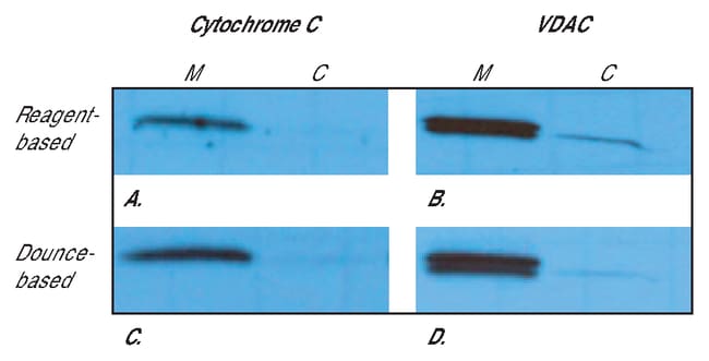 Thermo Scientific Pierce Mitochondria Isolation Kit for Cultured Cells ...