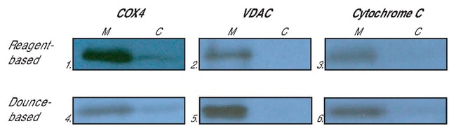 Thermo Scientific™ Pierce™ Mitochondria Isolation Kit for Tissue Kit ...