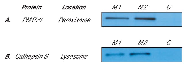 Thermo Scientific Pierce Mitochondria Isolation Kit for Cultured Cells ...