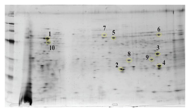 Thermo Scientific™ Pierce™ Silver Stain Kit for Mass Spectrometry ...
