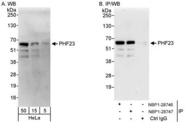 PHF23 - 0.1 MG
