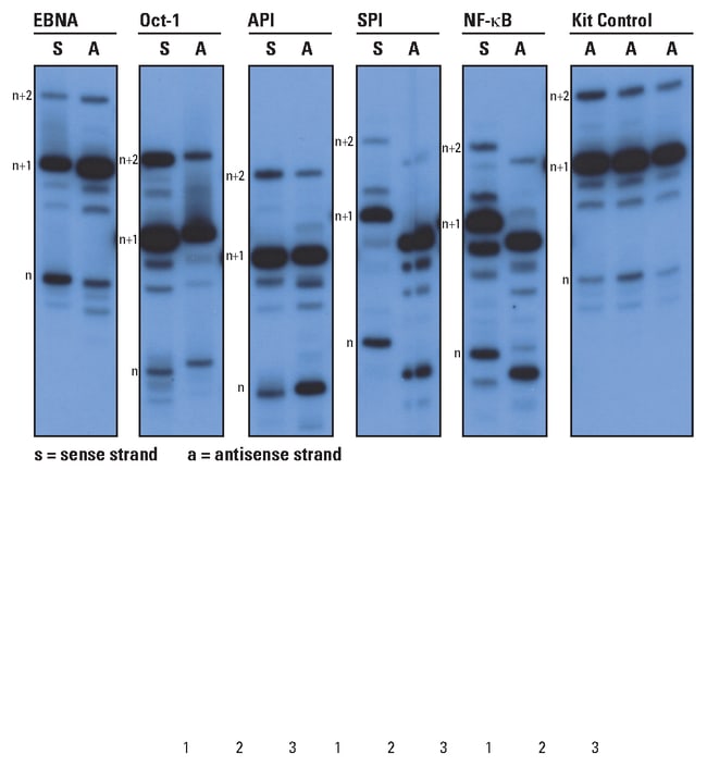 Thermo Scientific™ Pierce™ DNA 3' End-Biotinylierungs-Kit 3' DNA end ...