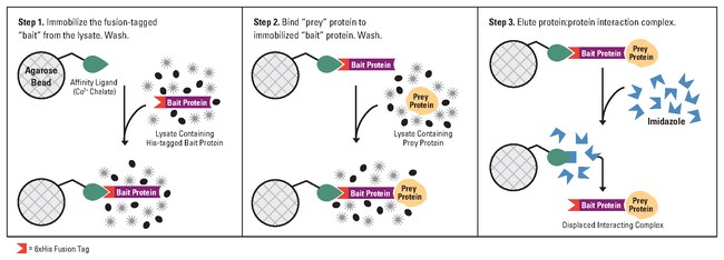 Thermo Scientific™ Pierce™ PolyHis™ Protein Interaction Pull-Down Kit ...