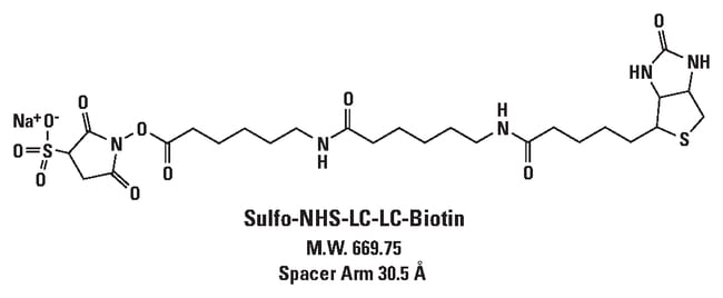 Thermo Scientific™ EZ-Link™ Sulfo-NHS-LC-LC-Biotin EZ-Link Sulfo-NHS-LC-LC-Biotin, 50mg Amine ...