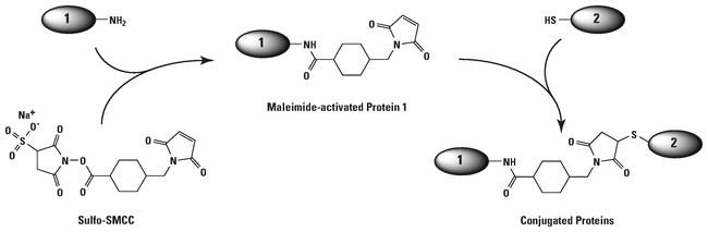Thermo Scientific Pierce Controlled Protein-Protein Crosslinking Kit ...