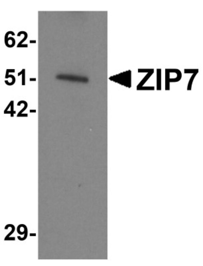 SLC39A7/ZIP7 - 0.1 MG