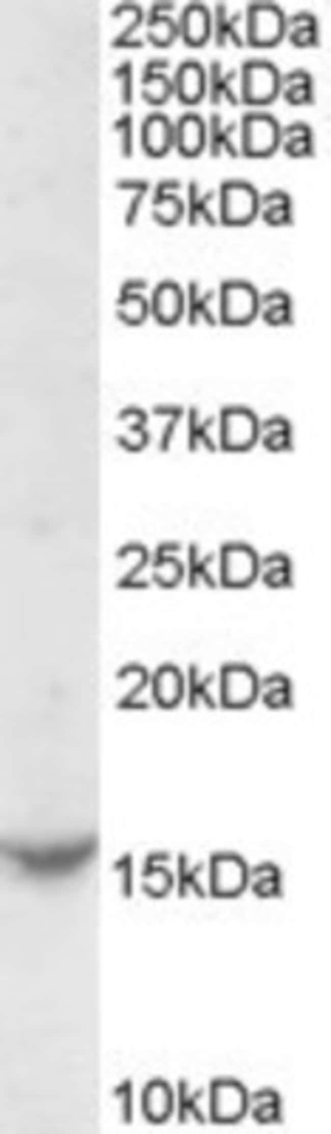 TCL1A Antibody 0.1mg; Unlabeled:Antibodies, Polyclonal | Fisher Scientific