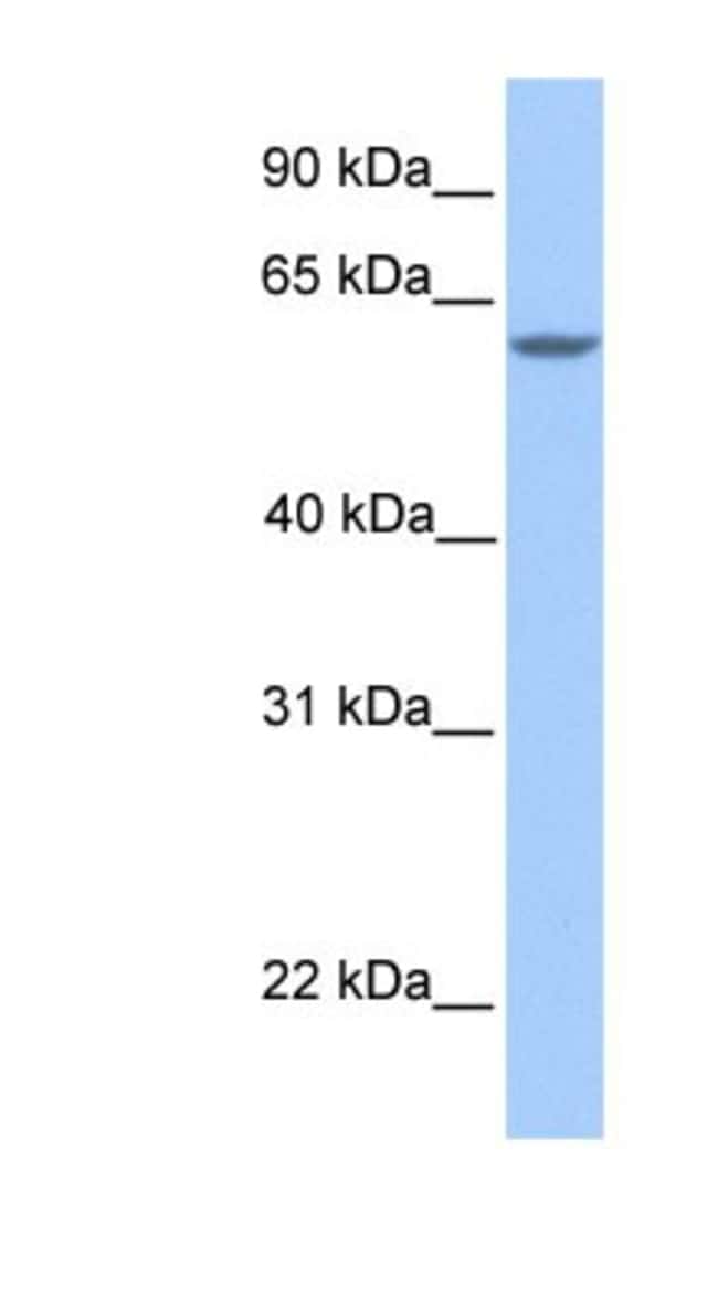 Tesmin Antibody, Novus Biologicals:Antibodies:Primary Antibodies ...