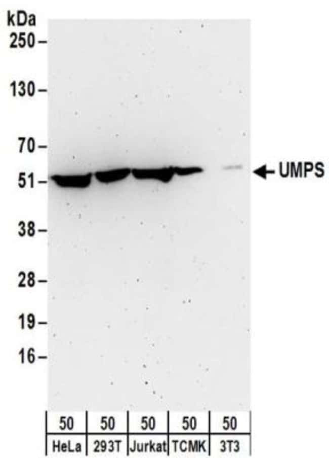 UMPS - 0.1 MG