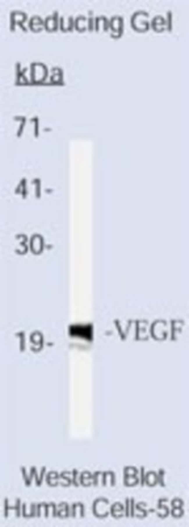 VEGF (5C3.F8) - 0.5 ML