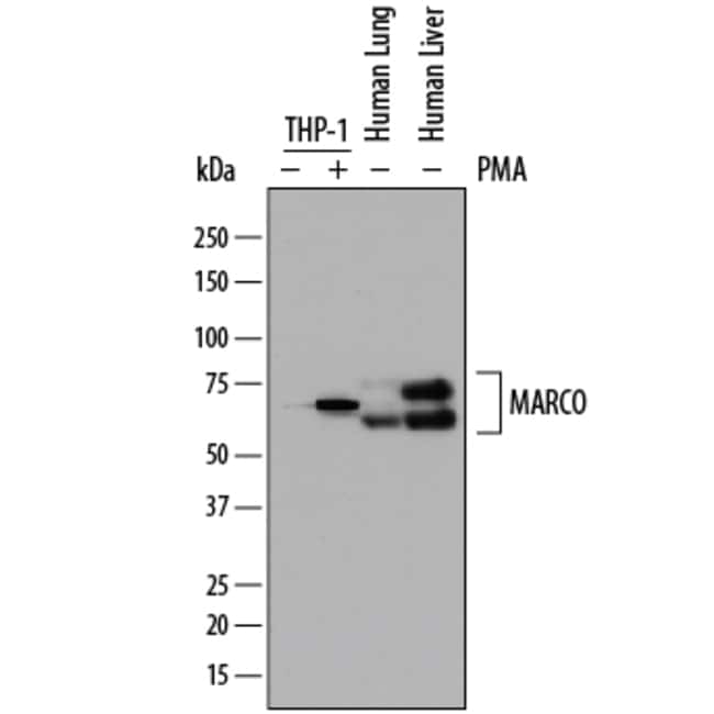 Human MARCO Antibody, R D Systems 100μg; Unlabeled:Antibodies ...