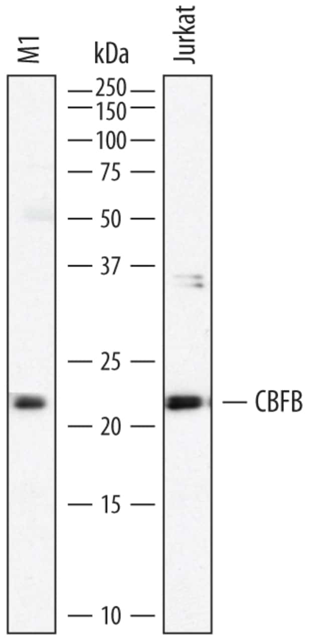Human/Mouse CBFB Antibody, R D Systems 100μg; Unlabeled:Antibodies ...