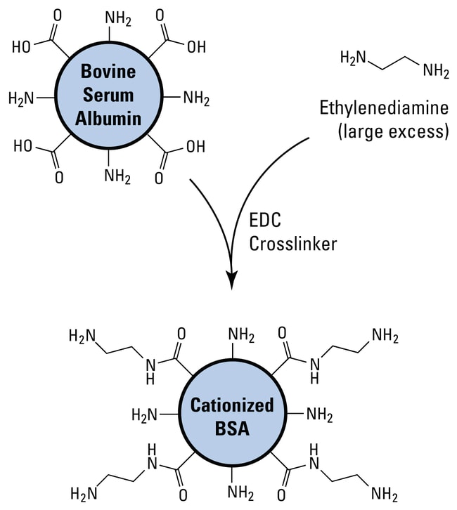 Thermo Scientific™ Imject™ Cationized Bovine Serum Albumin (cBSA) cBSA ...
