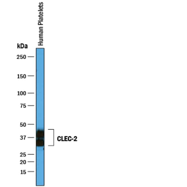 CLEC-2/CLEC1B Goat anti-Human, Mouse, Rat, Polyclonal, R&D Systems ...