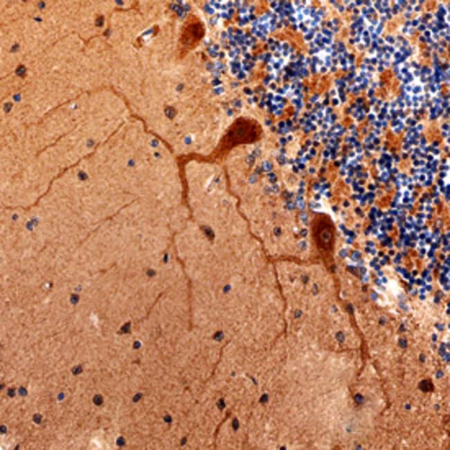 Contactin-3 Sheep anti-Human, Polyclonal, R D Systems 100μg; Unlabeled ...