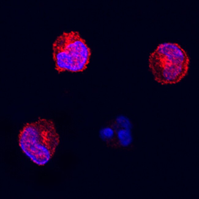 Feline Fas/TNFRSF6/CD95 Antibody, R D Systems 100μg; Unlabeled ...