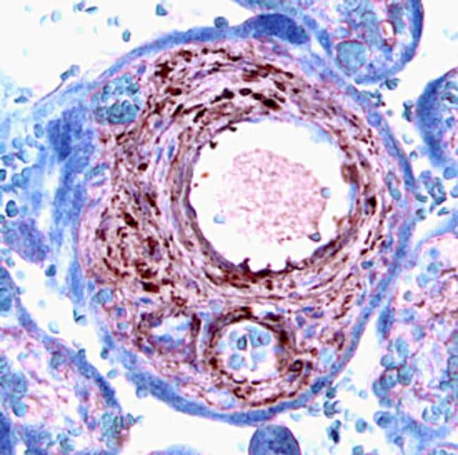 FGF-9 Goat anti-Human, Polyclonal, R D Systems 100μg; Unlabeled ...