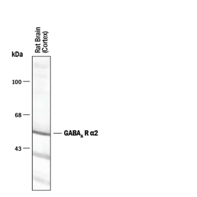 GABA-A R alpha 2 Antibody, R D Systems 50μL; Unlabeled:Antibodies ...