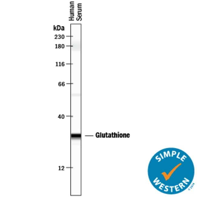 Glutathione Peroxidase 3/GPX3 Goat anti-Human, Mouse, Rat, Polyclonal ...