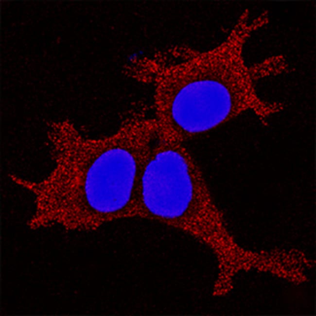 Human HES-4 Antibody, R D Systems 100μg; Unlabeled:Antibodies ...