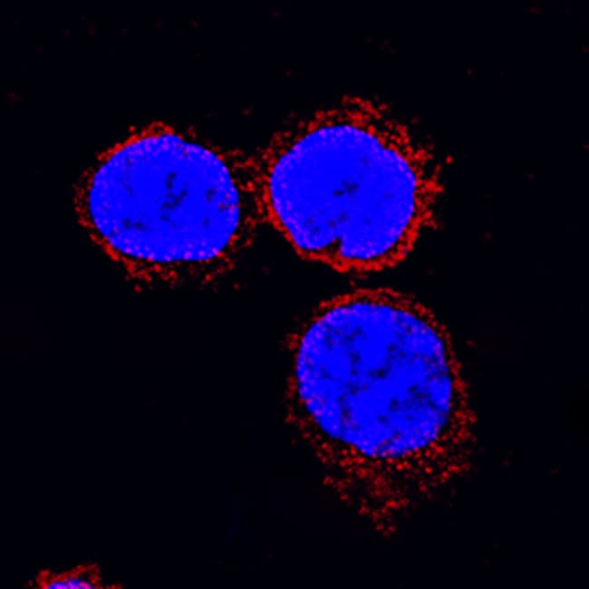 Porcine IL-18/IL-1F4 Antibody, R D Systems 100μg; Unlabeled:Antibodies ...