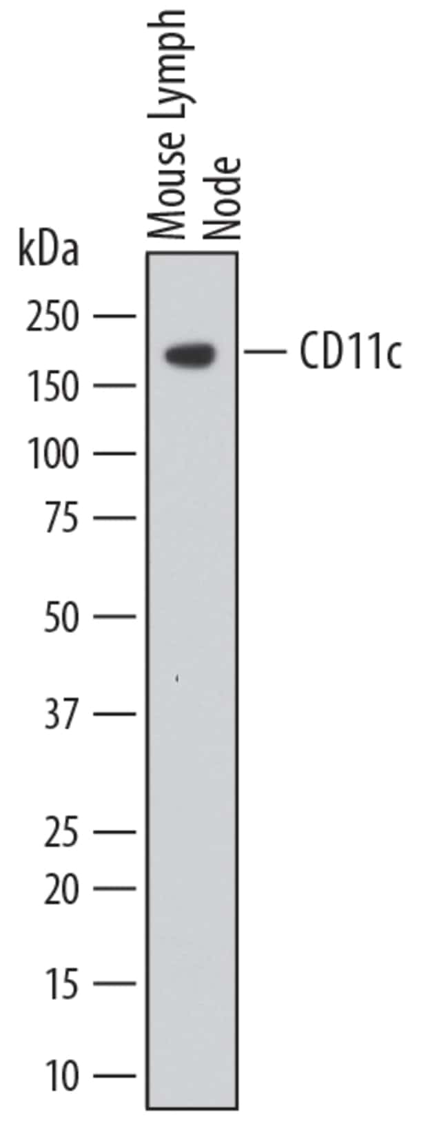 Mouse CD11c Antibody, R D Systems 25μg; Unlabeled:Antibodies ...