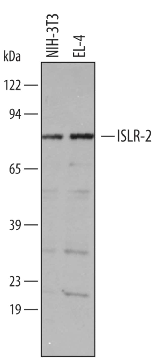 ISLR-2 Sheep anti-Mouse, Polyclonal, R 25µg; Unlabeled:Life Sciences ...