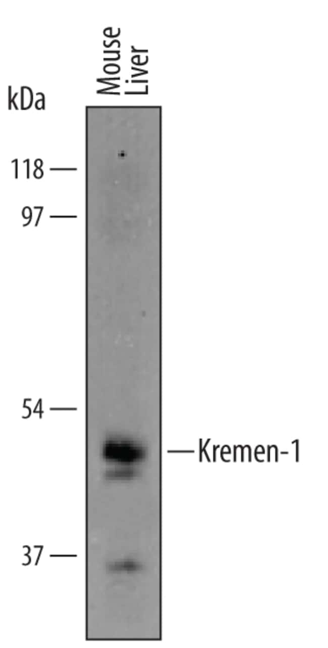 Mouse Kremen-1 Antibody, R D Systems 100μg; Unlabeled:Antibodies ...