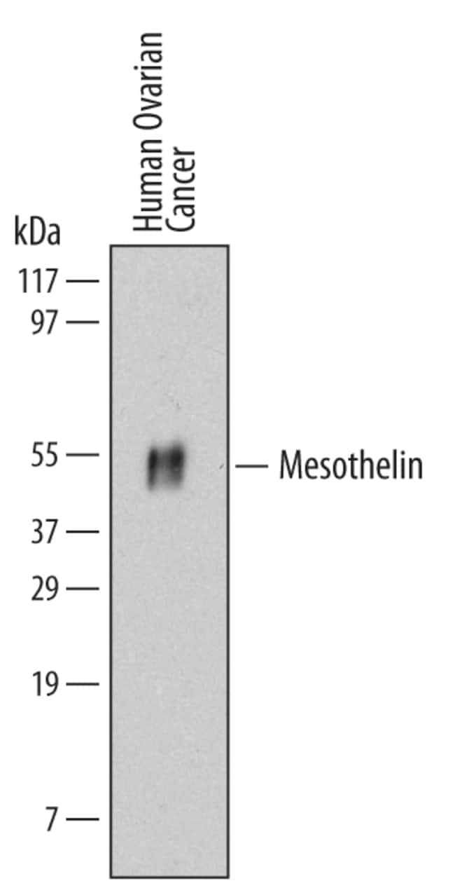 Human Mesothelin Antibody, R D Systems 25μg; Unlabeled:Antibodies ...