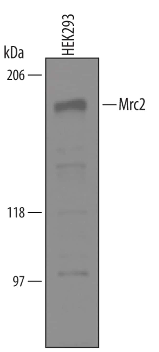 Human Mrc2 Antibody, R&D Systems™ 100μg; Unlabeled | Fisher Scientific