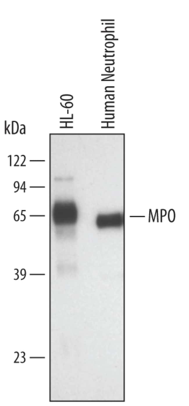 Human Myeloperoxidase/MPO Antibody, R D Systems 100μg; Unlabeled ...