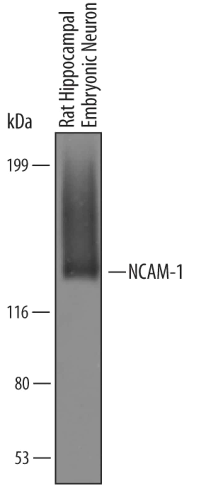 Mouse/Rat NCAM-1/CD56 Antibody, R D Systems 100μg; Unlabeled:Antibodies ...