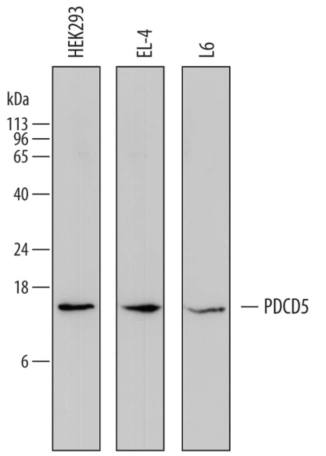 Human/Mouse/Rat PDCD5 Antibody, R 100ug; Unlabeled:Antibodies ...