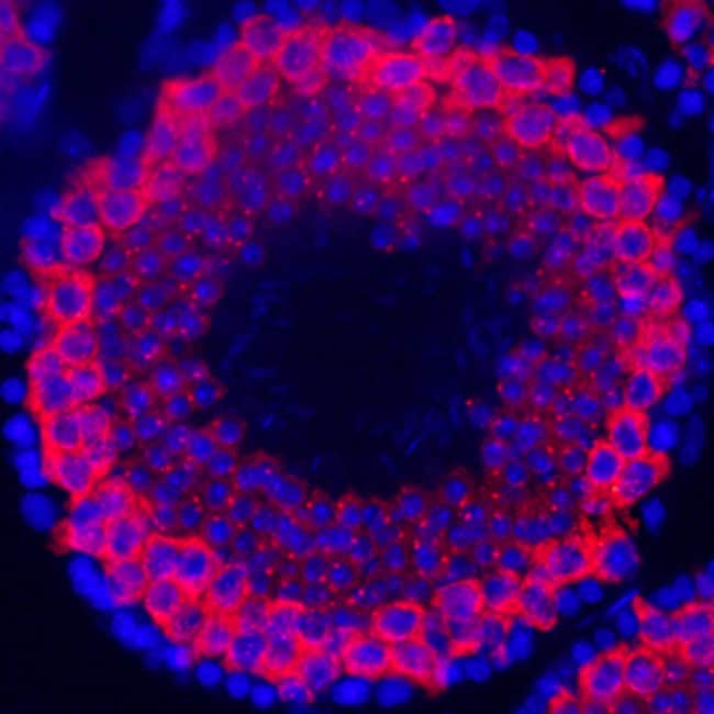 Human/Mouse PIWIL1/HIWI Antibody, R D Systems 100μg; Unlabeled ...