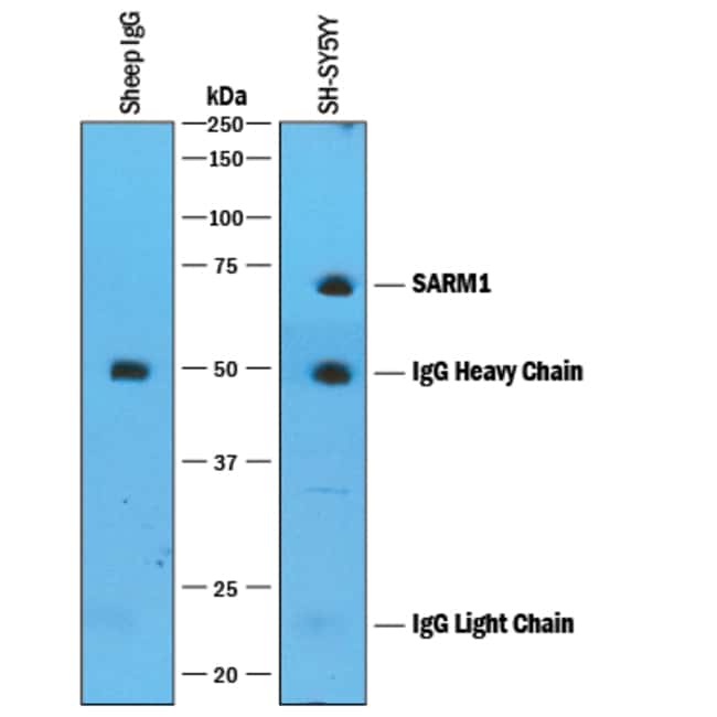 SARM1 Sheep anti-Human, Polyclonal, R D Systems 100ug; Unlabeled ...