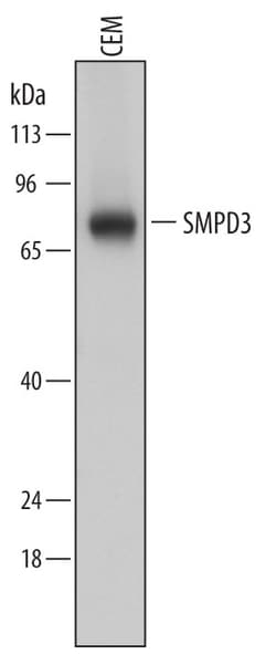 Human SMPD3 Antibody, R D Systems 100ug; Unlabeled:Antibodies ...
