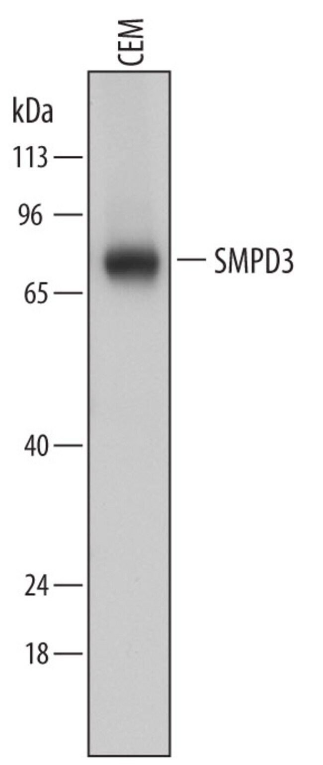 Human SMPD3 Antibody, R D Systems 100ug; Unlabeled:Antibodies ...