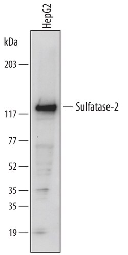 Human/Mouse Sulfatase-2/SULF2 Antibody, R&D Systems™ 25μg; Unlabeled | Fisher Scientific